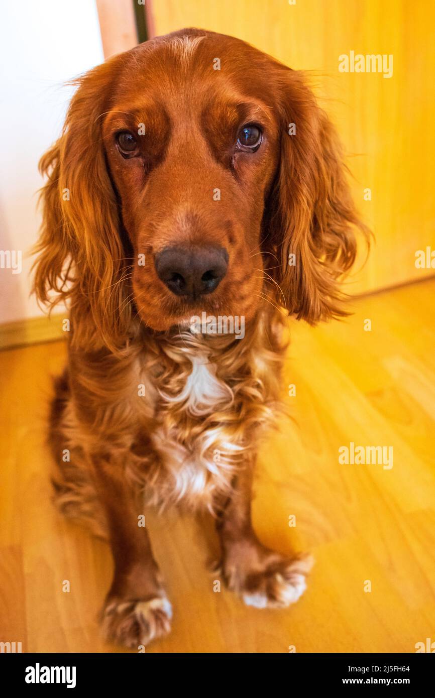 Cute puppy ten month old English Cocker Spaniel staying at a room Stock ...