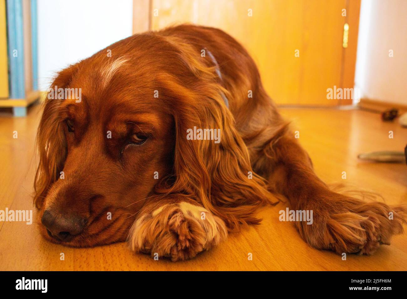 Cute puppy ten month old English Cocker Spaniel lying down at a room ...