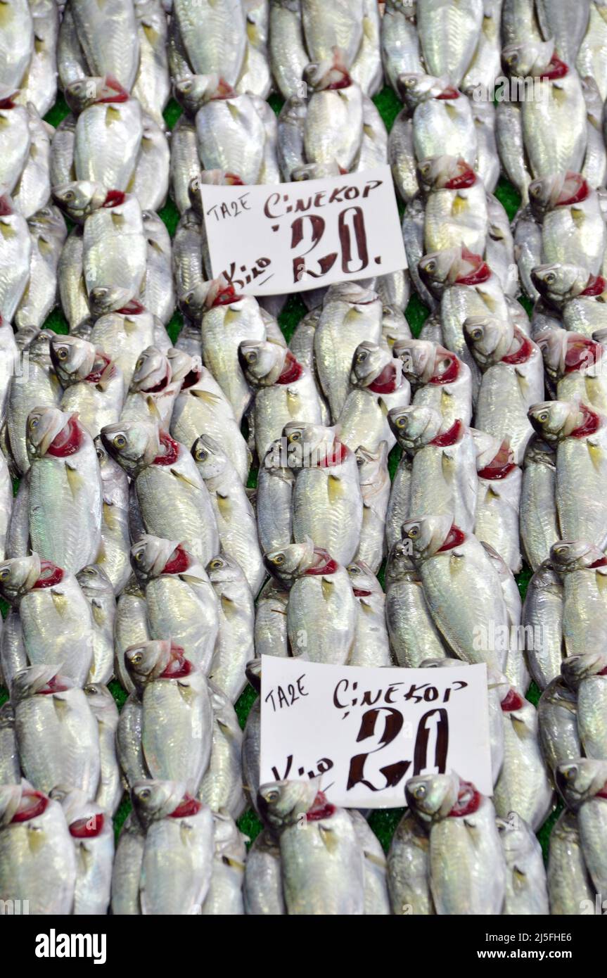 Clean fish are sold fresh at the fish market, fresh various fish for ...