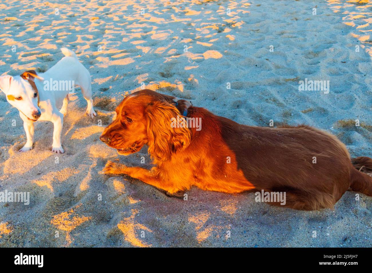 Jack russell and cocker spaniel dog playing on sandy beach Varna ...