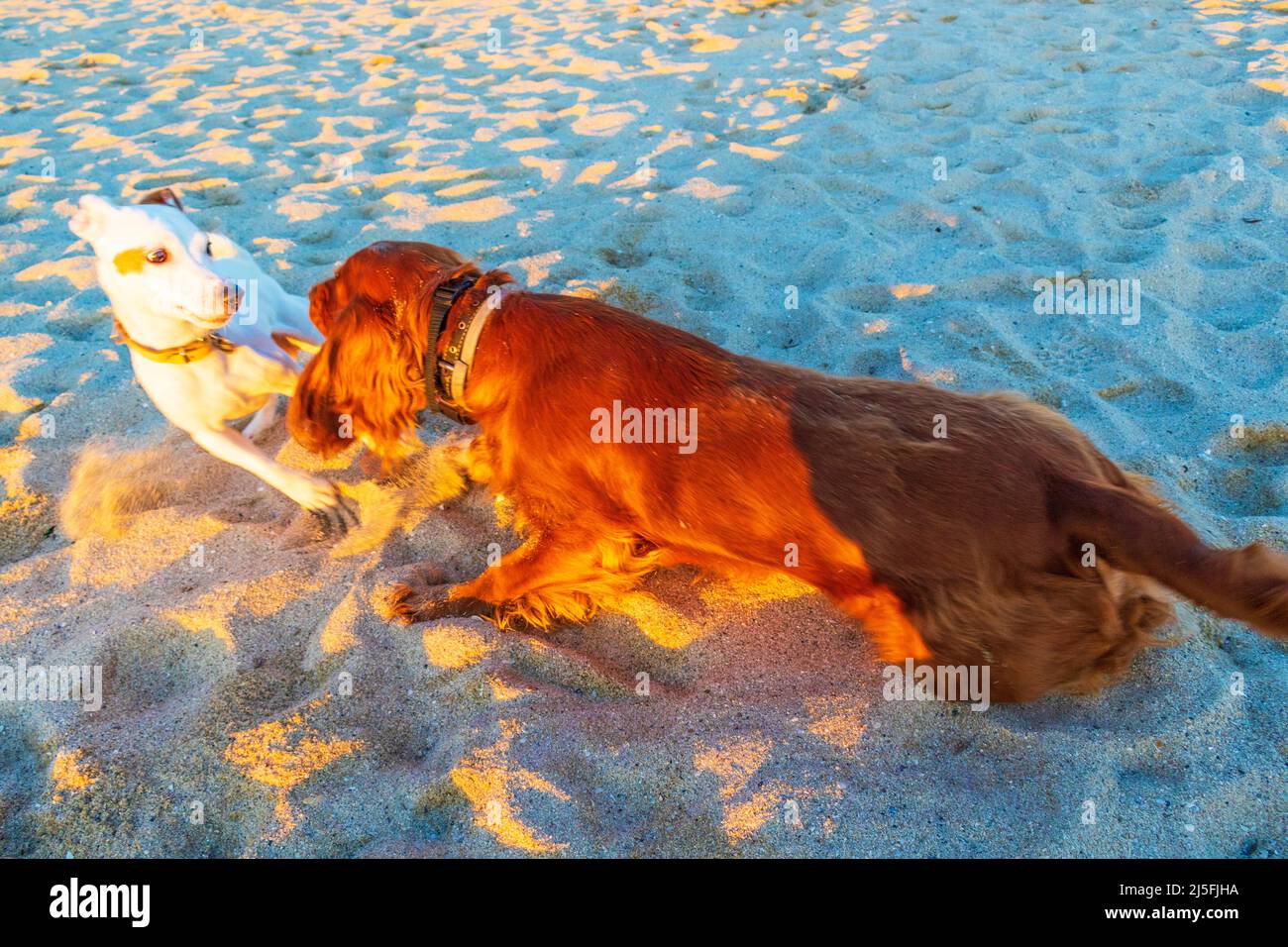 Jack russell and cocker spaniel dog playing on sandy beach Varna ...