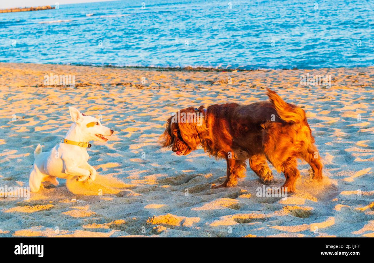 Jack russell and cocker spaniel dog playing on sandy beach Varna ...
