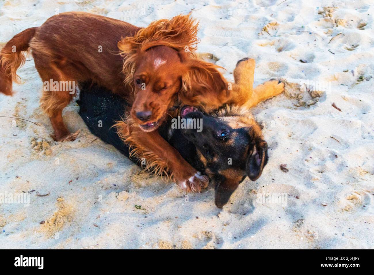 german shepherd and cocker spaniel dog playing on sandy beach Varna ...