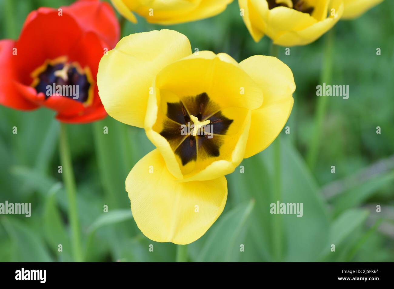Yellow flowering bulbs hi-res stock photography and images - Alamy