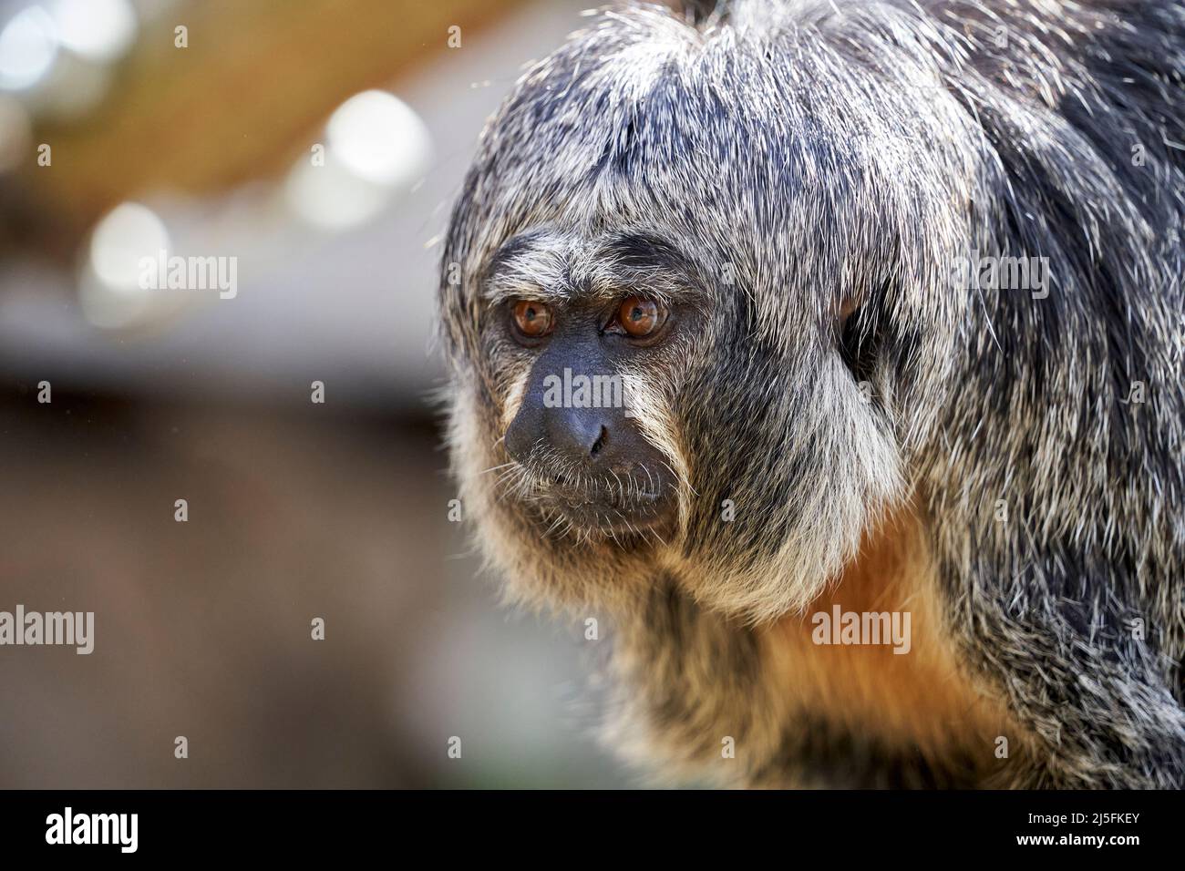 Female white faced saki monkey Stock Photo - Alamy