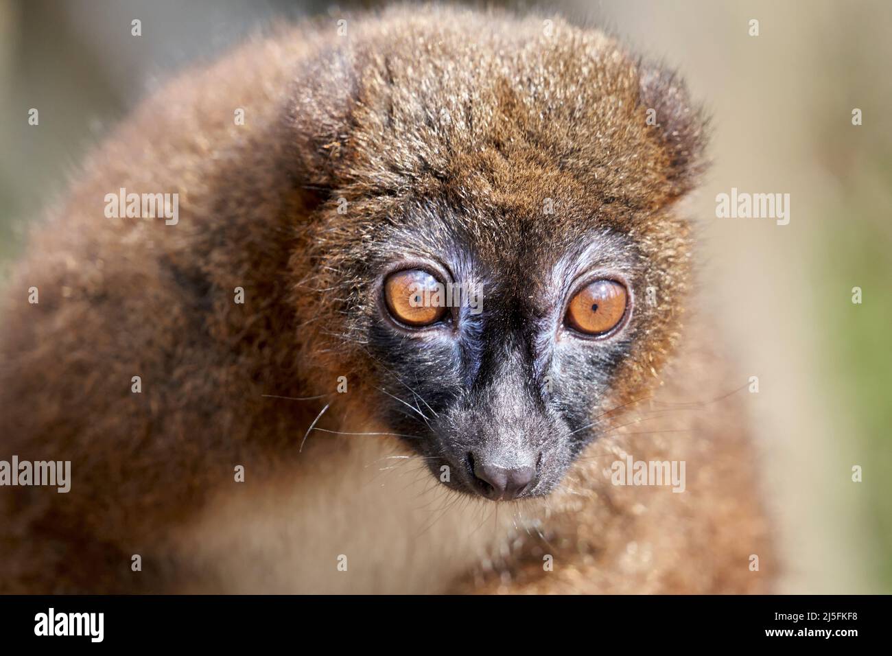Wild brown colored bamboo lemur Stock Photo - Alamy
