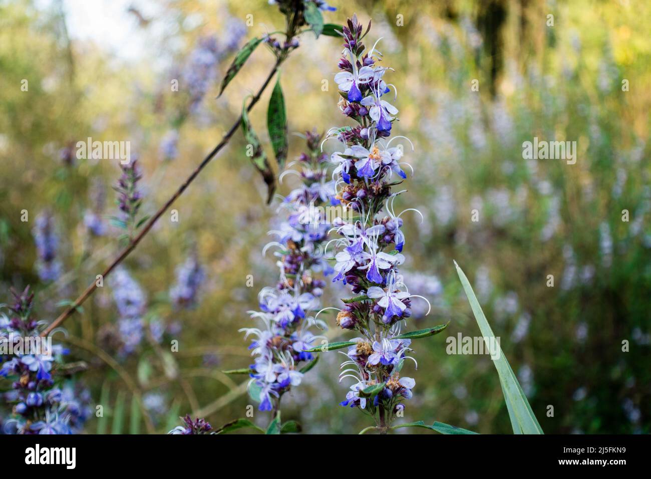 Vitex agnus-castus, also called vitex, chaste tree (or chastetree ...