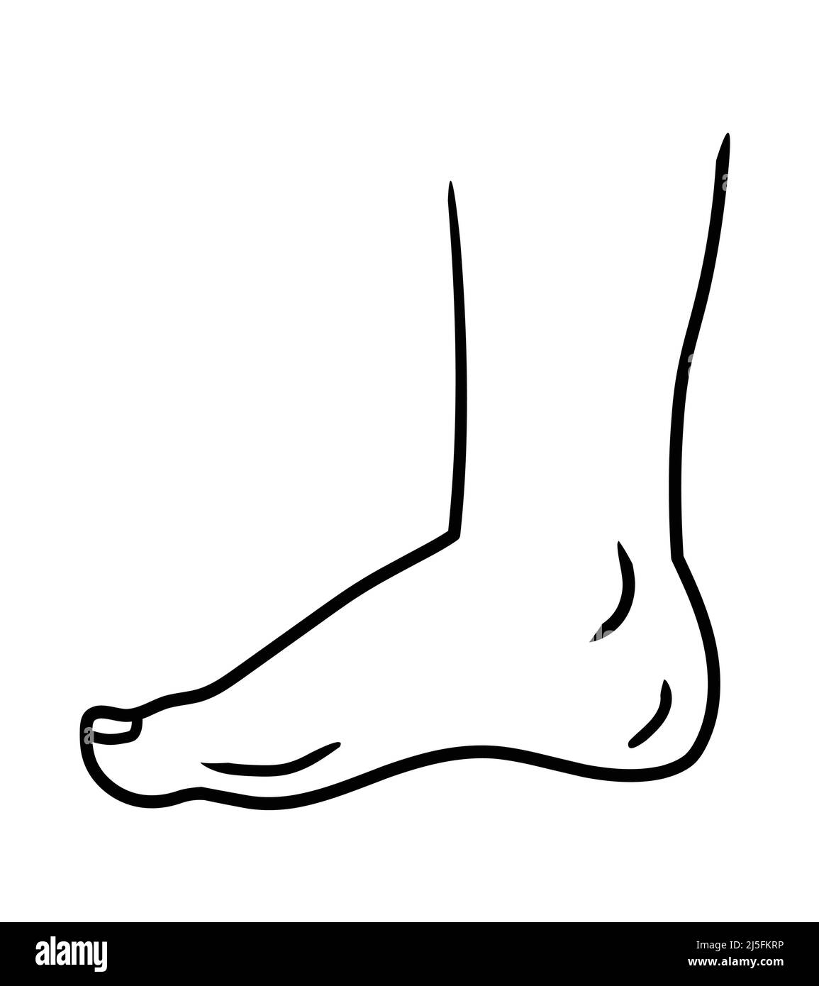 Vector illustration of a foot standing, human foot Stock Vector Image ...