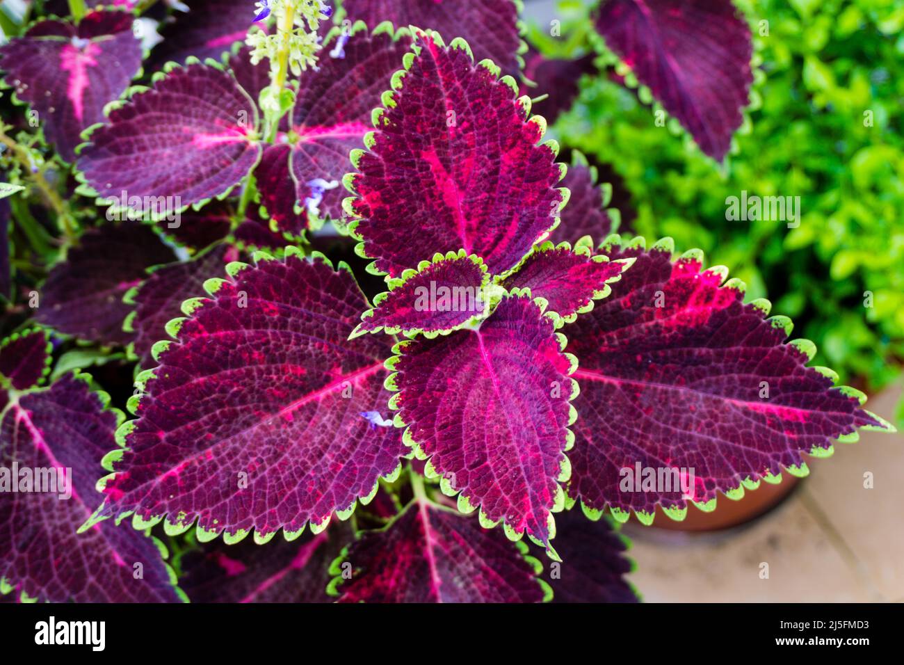 Nettle pollination hi-res stock photography and images - Alamy