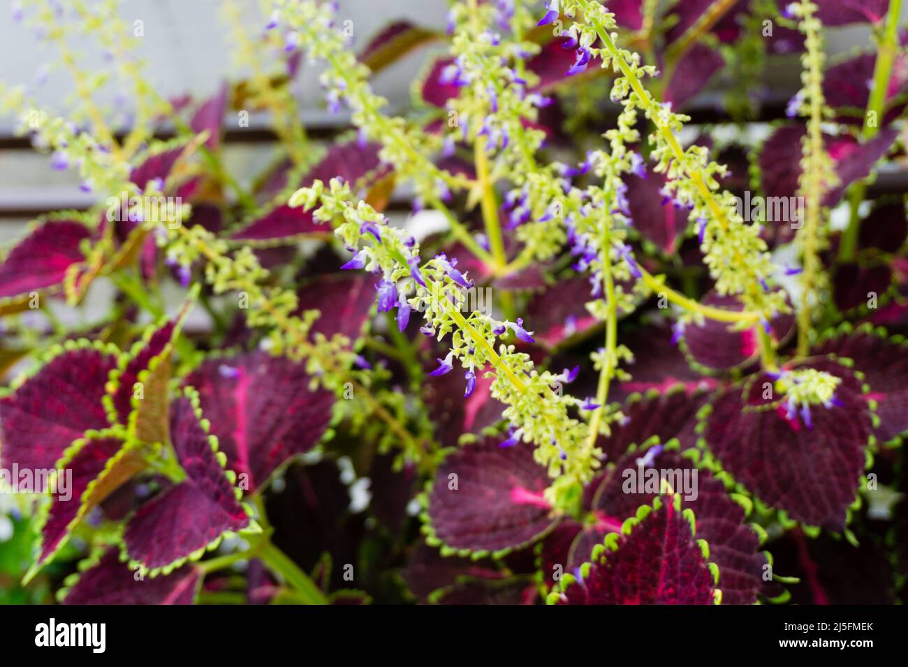 A closeup shot of Coleus scutellarioides, commonly known as coleus, is ...
