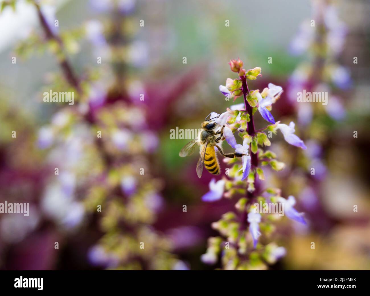 Eastern honey bee hi-res stock photography and images - Alamy