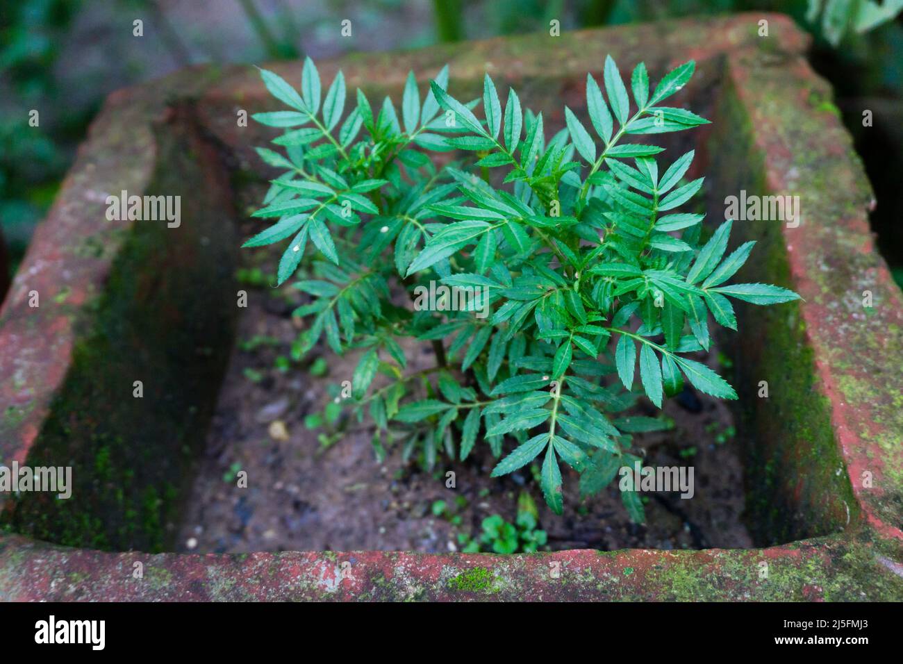 A Close up shot of Tagetes flower plant in a clay pot commonly know as ...