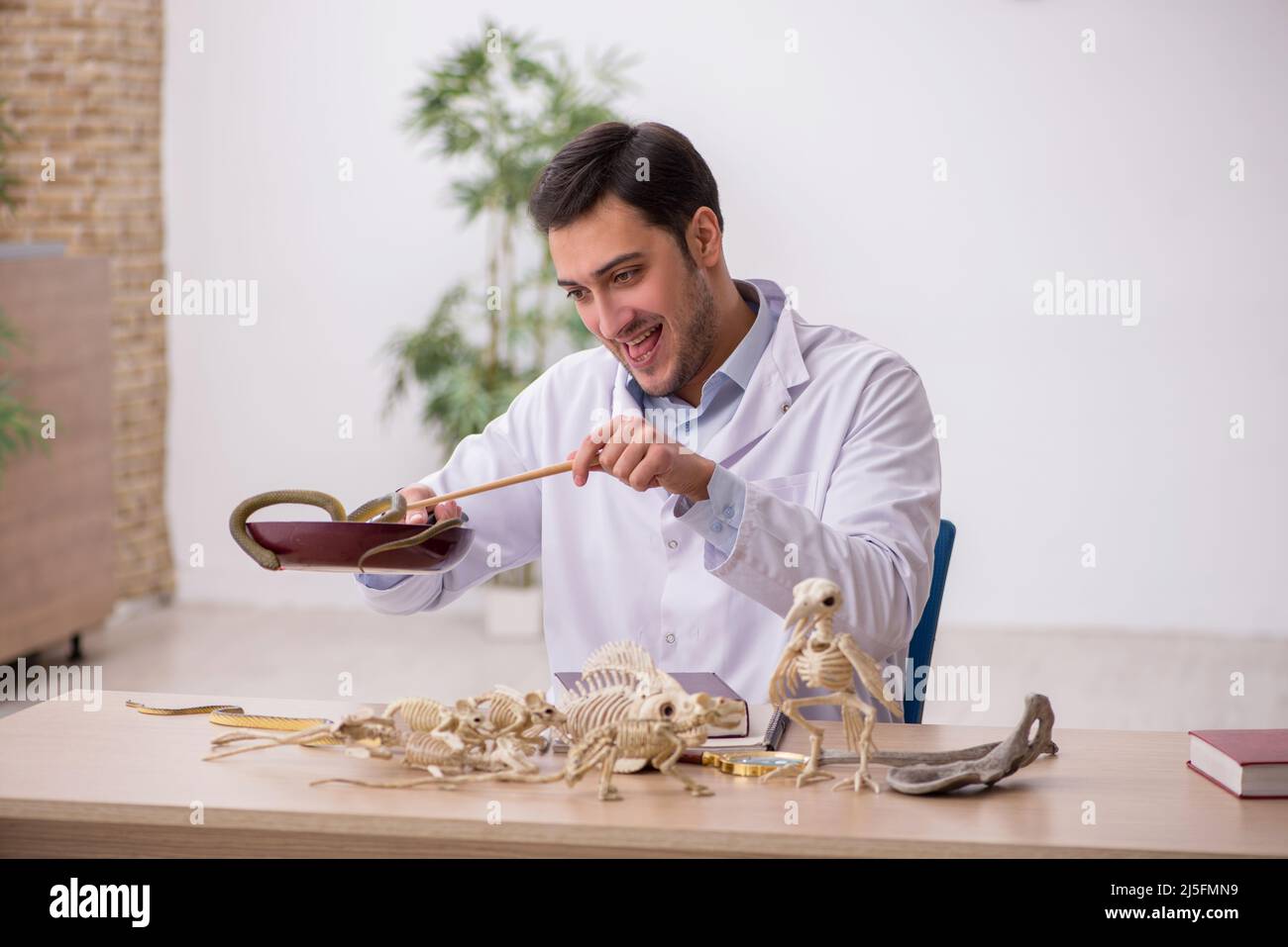 Young student paleontologist examining ancient animals at lab Stock ...