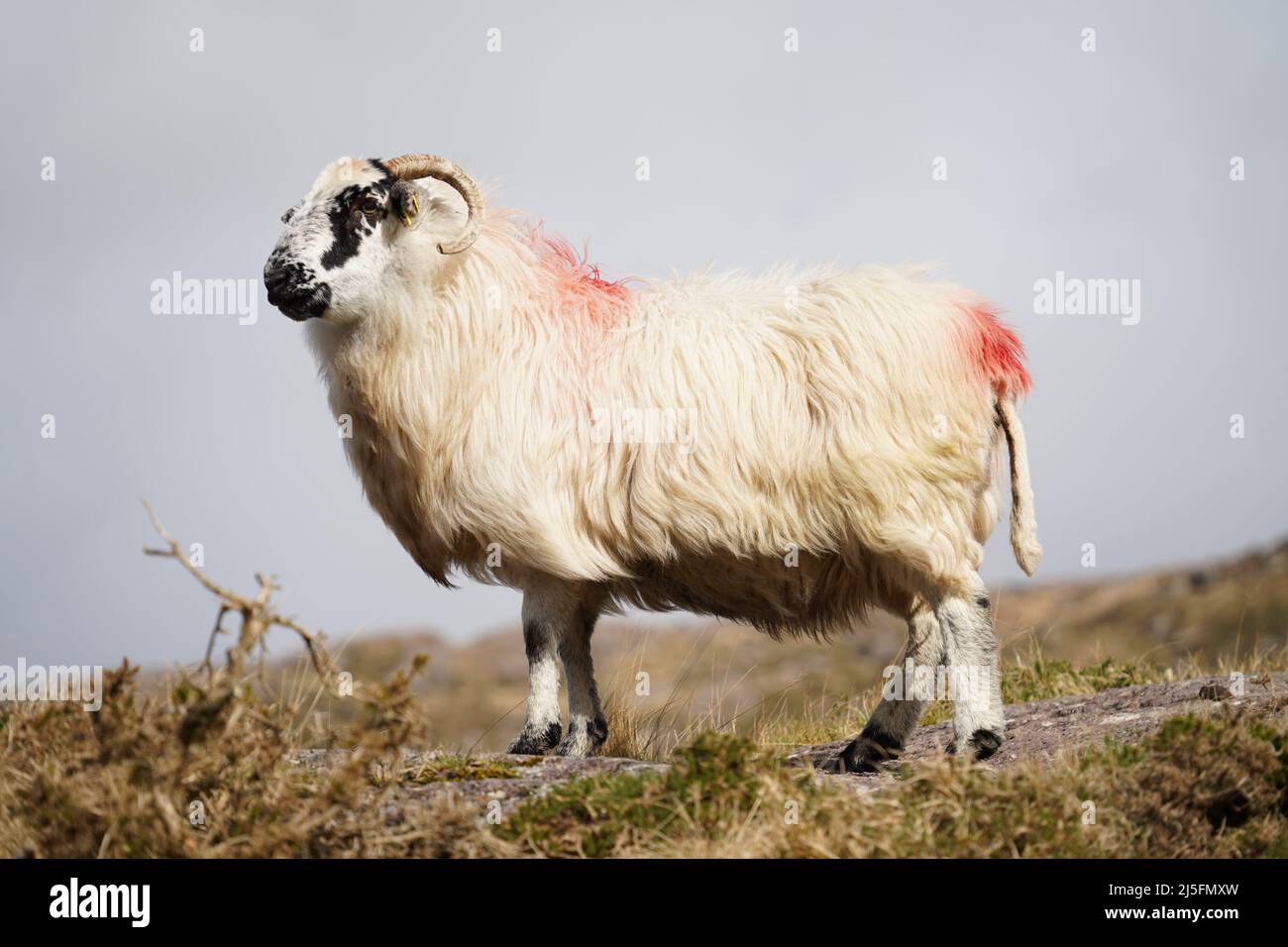 Sheep, Ring of Kerry Stock Photo - Alamy