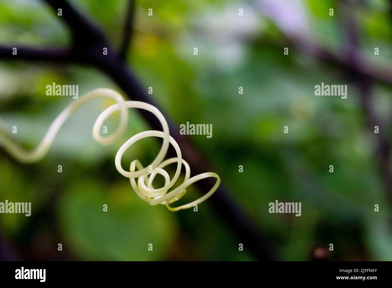 Vine, climbing plant tendrils isolated in an Indian garden with out of ...