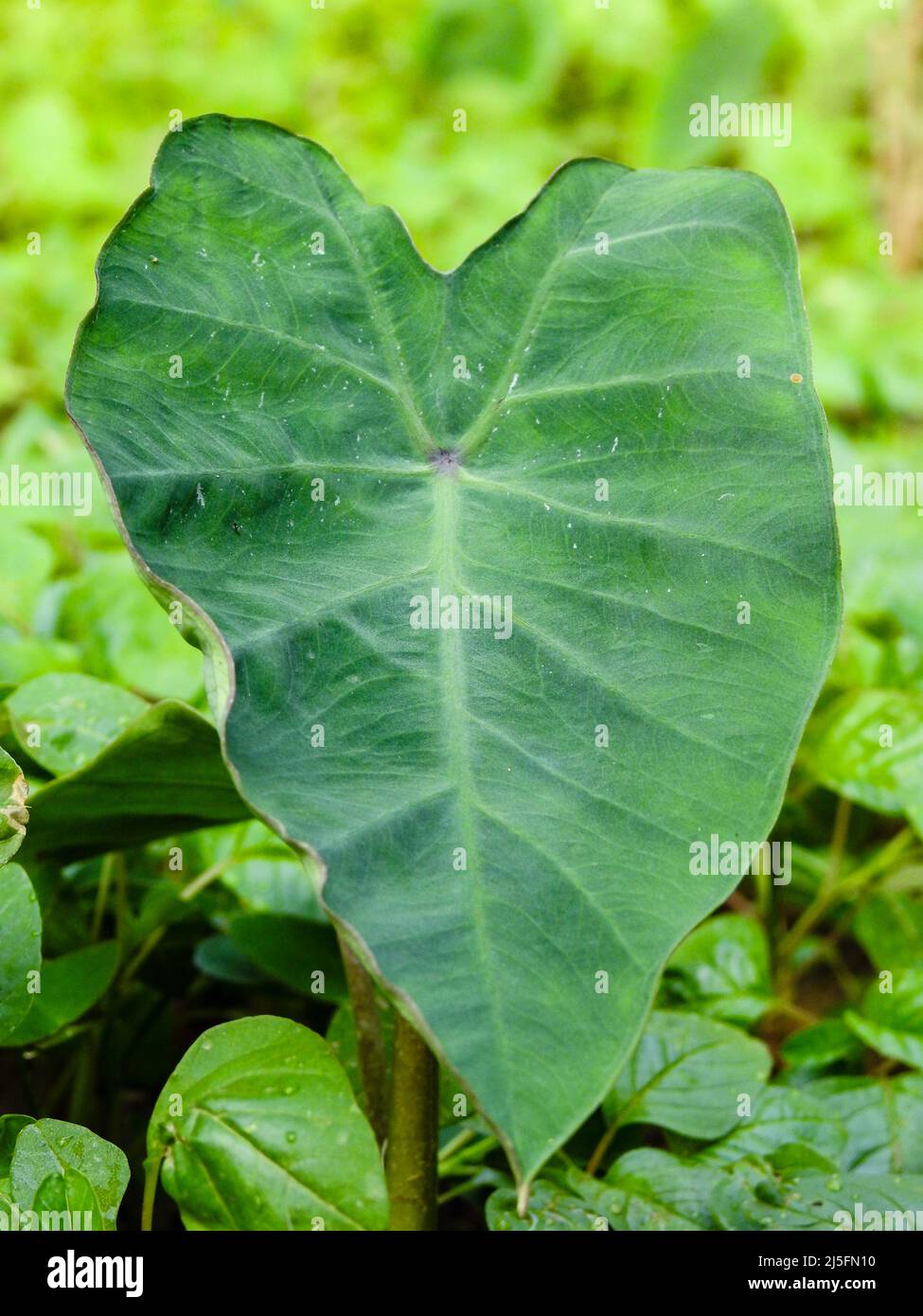 Leaf of Taro plant, Colocasia esculenta is a tropical plant grown ...