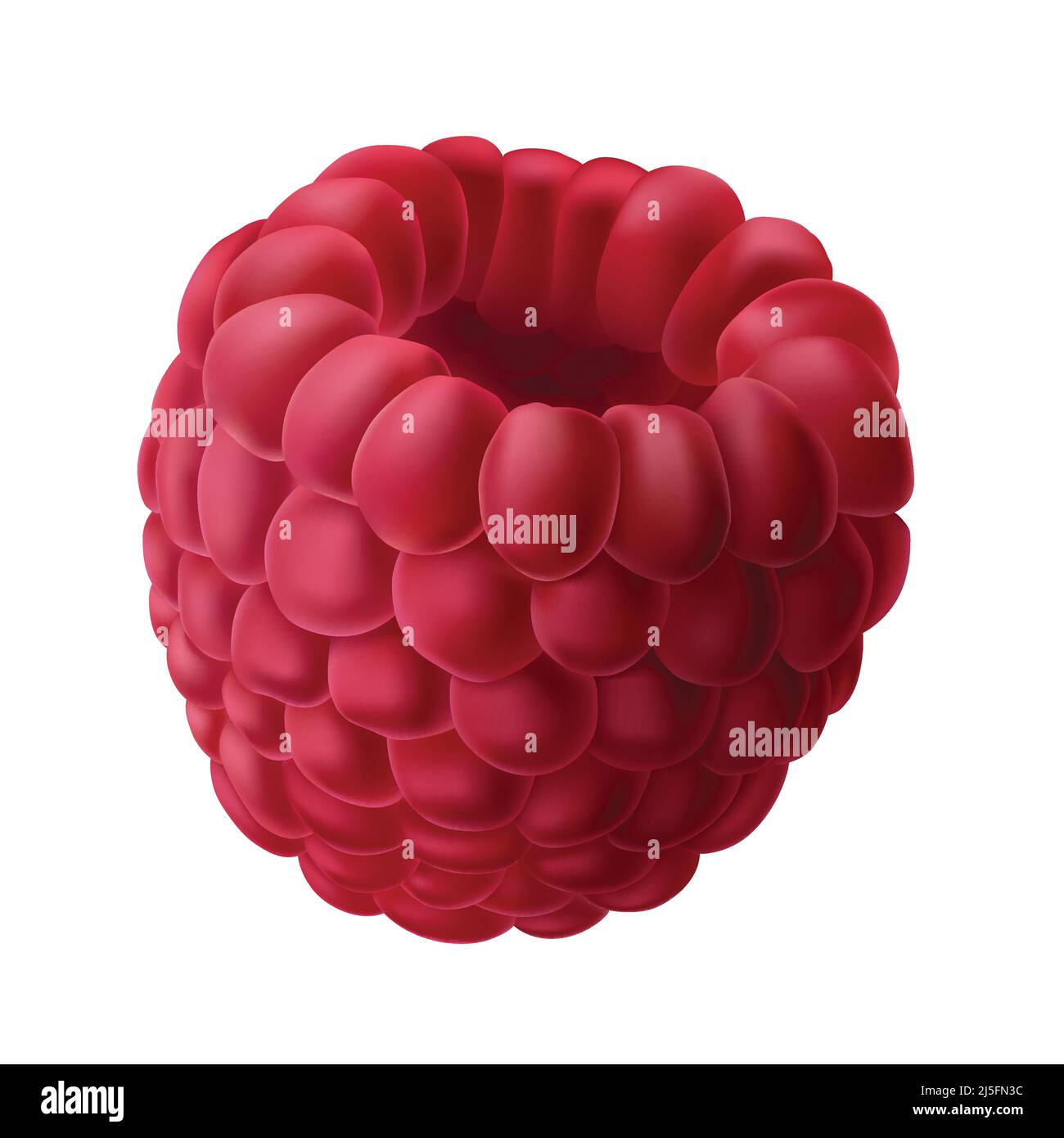 Vector illustration of a juicy raspberry in a realistic style isolated ...