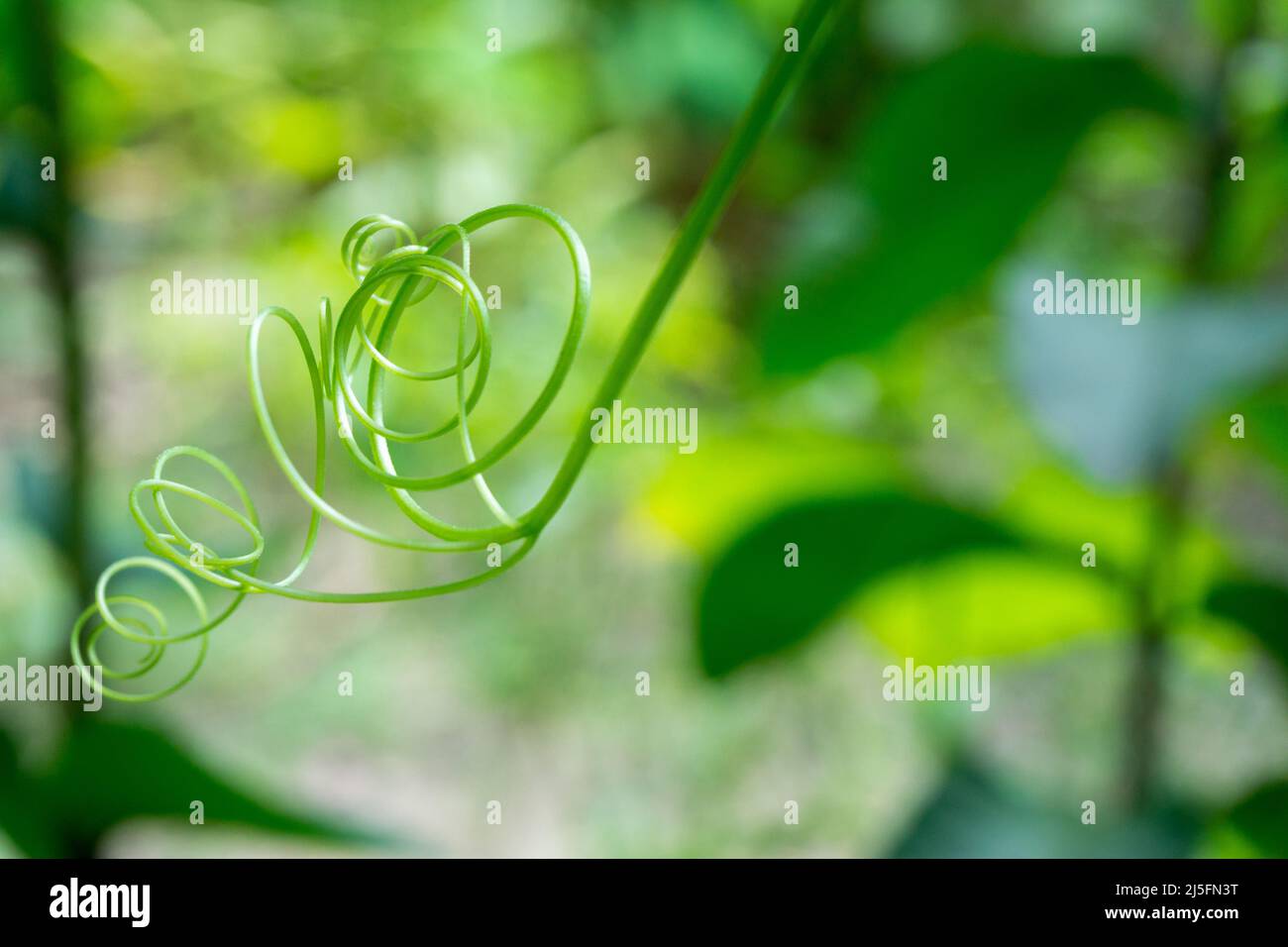 Vine, climbing plant tendrils isolated in an Indian garden with out of ...