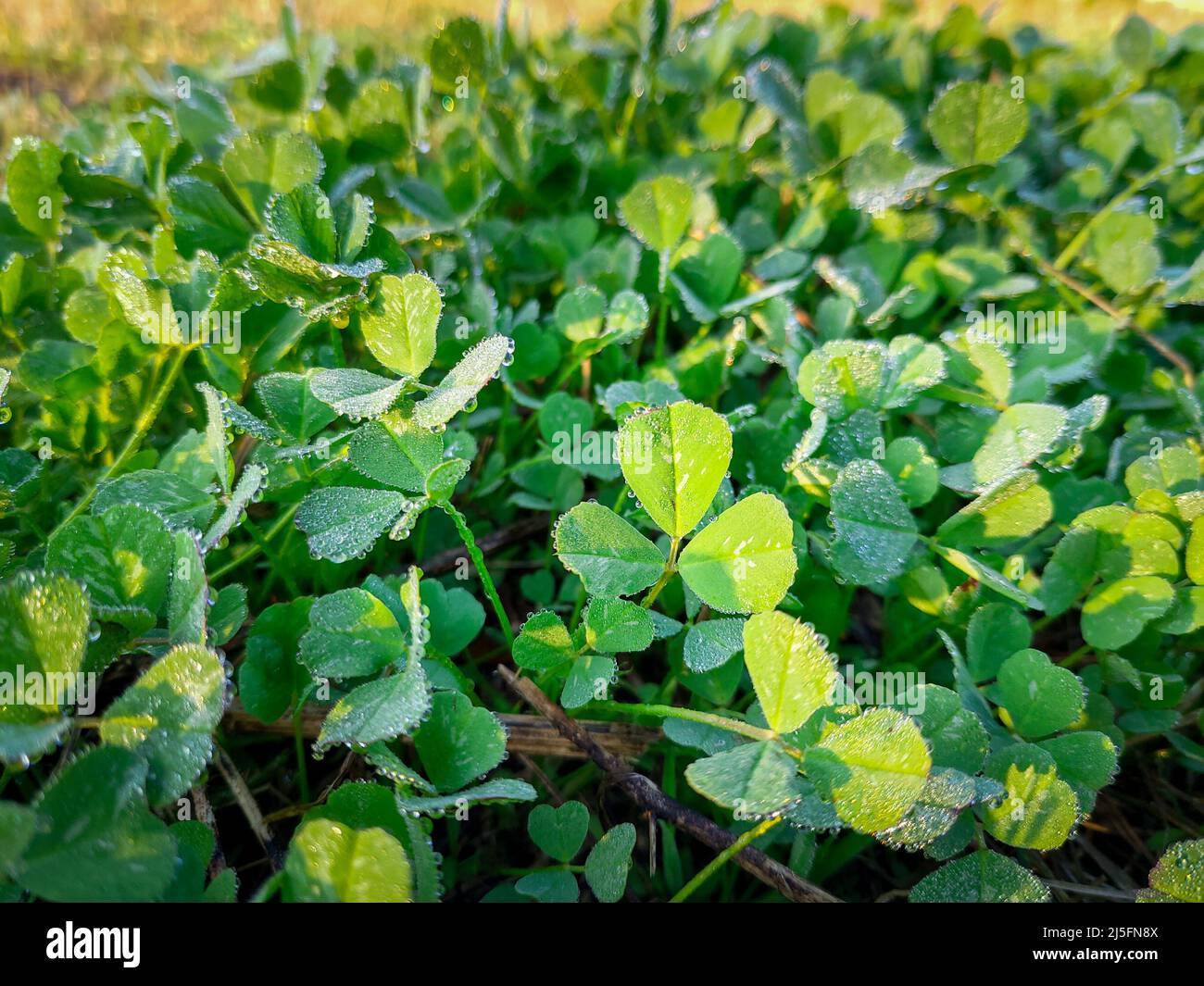 Indian symbols flower hi-res stock photography and images - Alamy