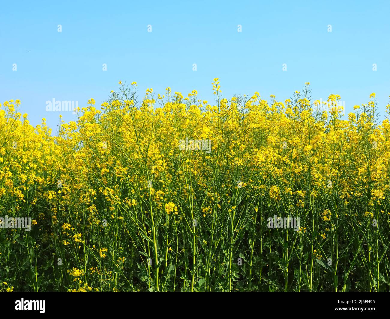 Wonderful blooming rapeseed field to win oil Stock Photo - Alamy
