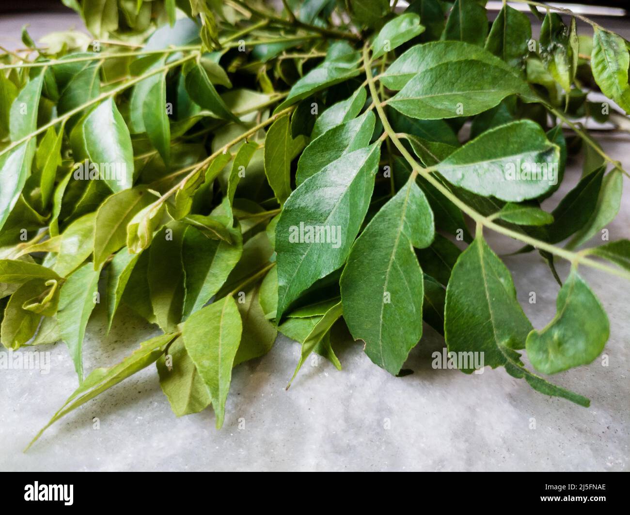 Closeup shot of leaves of the curry tree, Murraya koenigii or Bergera ...