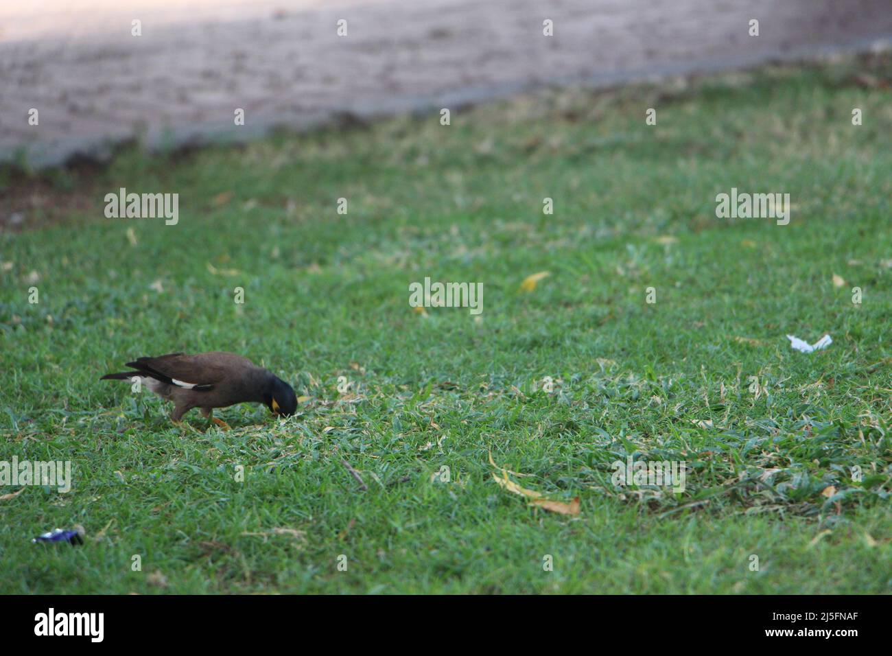 Salala hi-res stock photography and images - Alamy