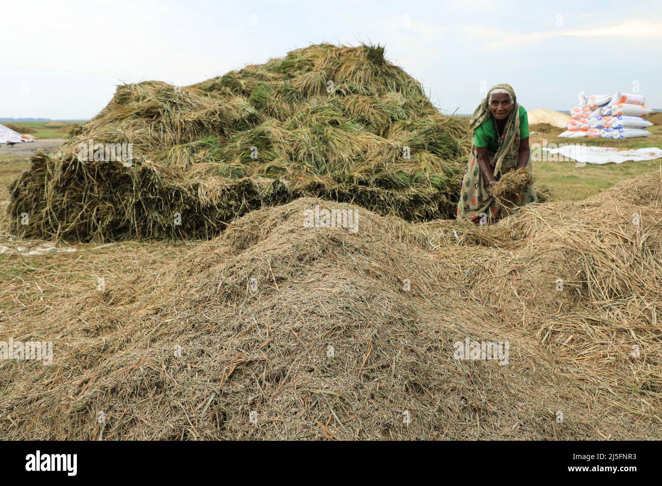 An elderly farmer threshes paddy after harvesting during a flooded ...