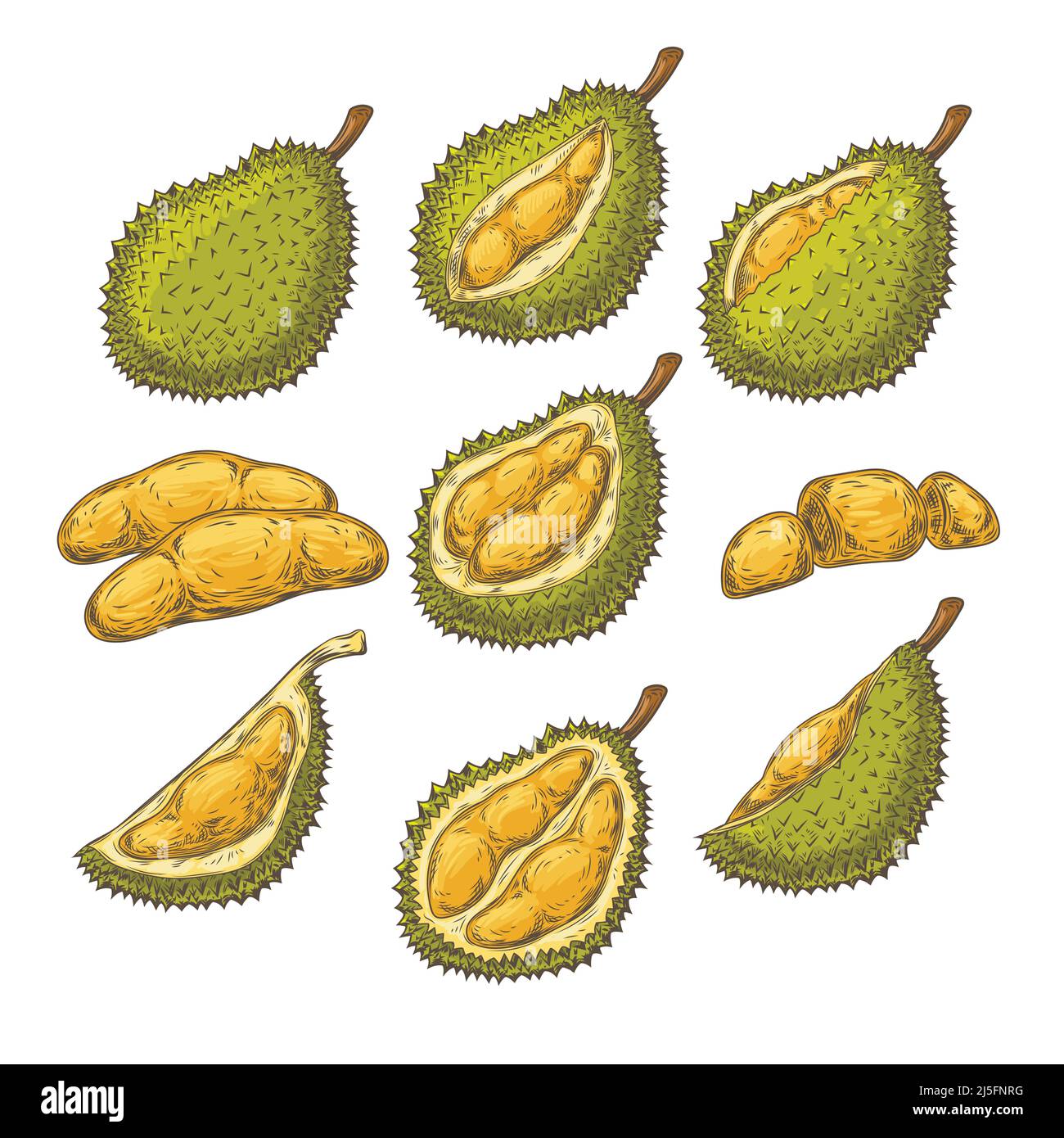 Set of vector color illustrations, icons of a durian fruit whole and ...