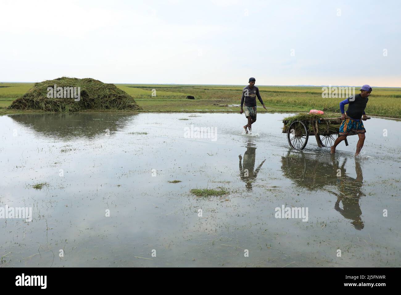Farmers carry paddy on a cart after the flood in the field. (Photo by ...