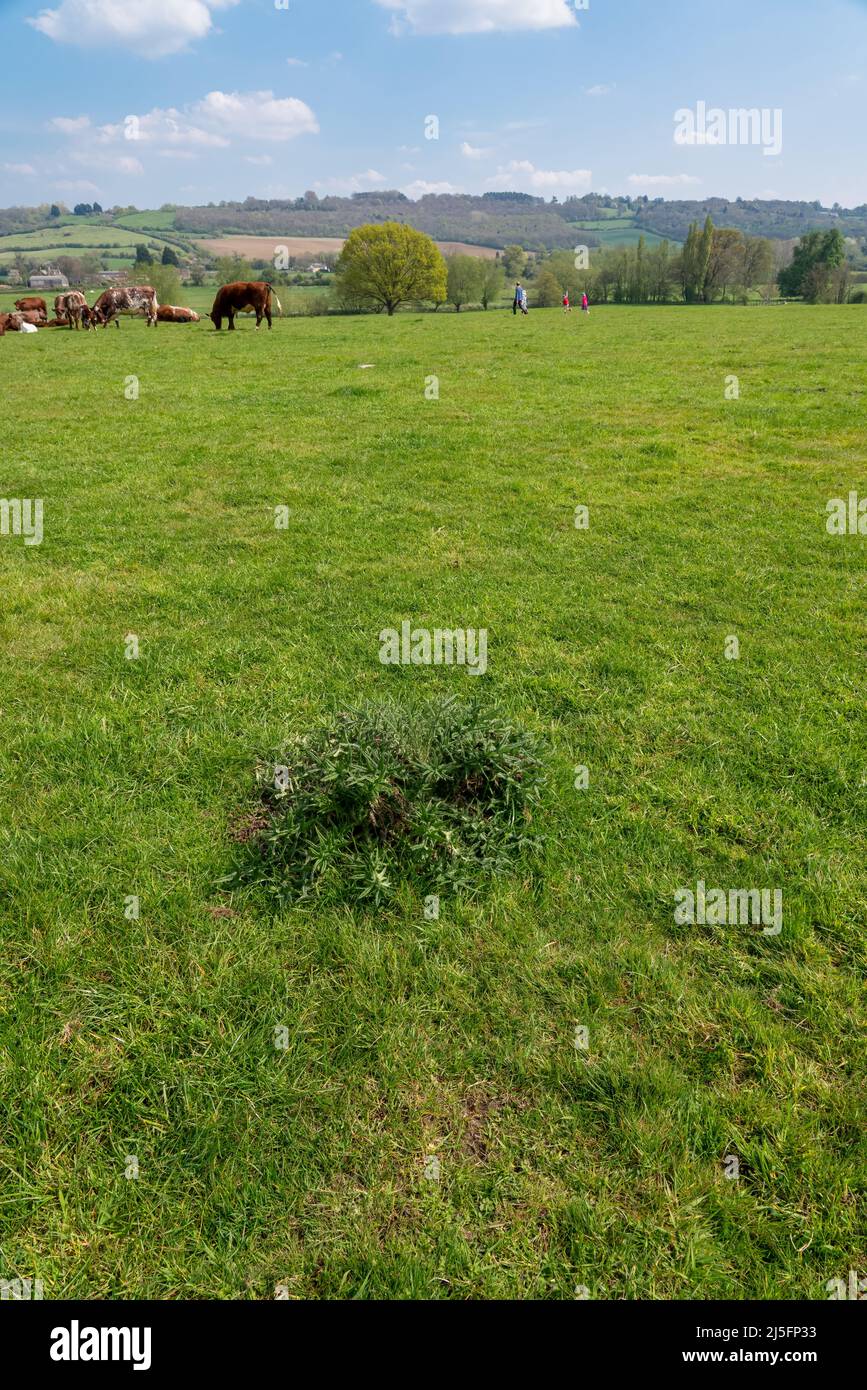 distant cows and a solitary beech tree as background, Lacock Wiltshire ...