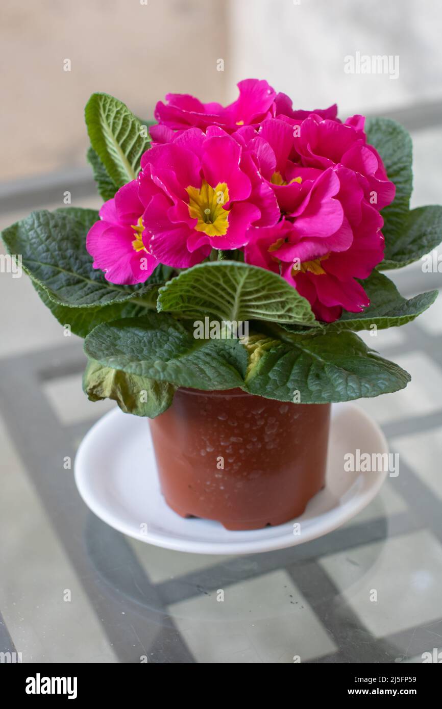Primula primrose flowers close up, pink primrose in a pot Stock Photo ...