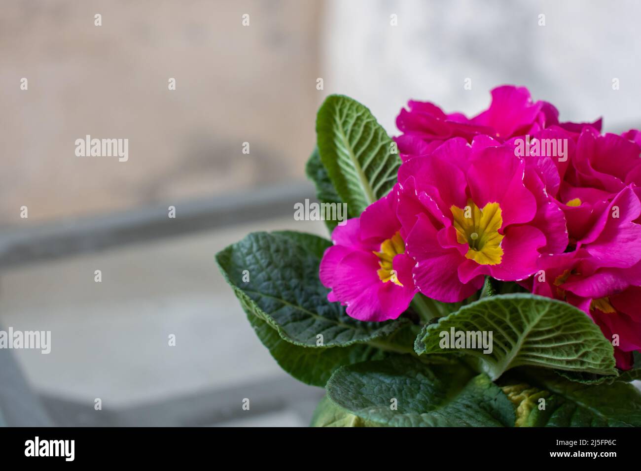 Primula primrose flowers close up, pink primrose in a pot Stock Photo ...
