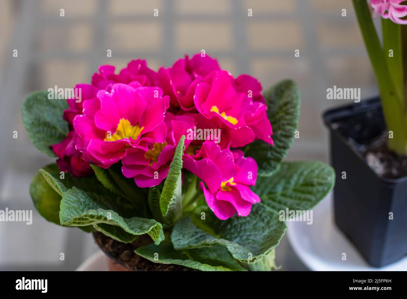 Primula primrose flowers close up, pink primrose in a pot Stock Photo ...