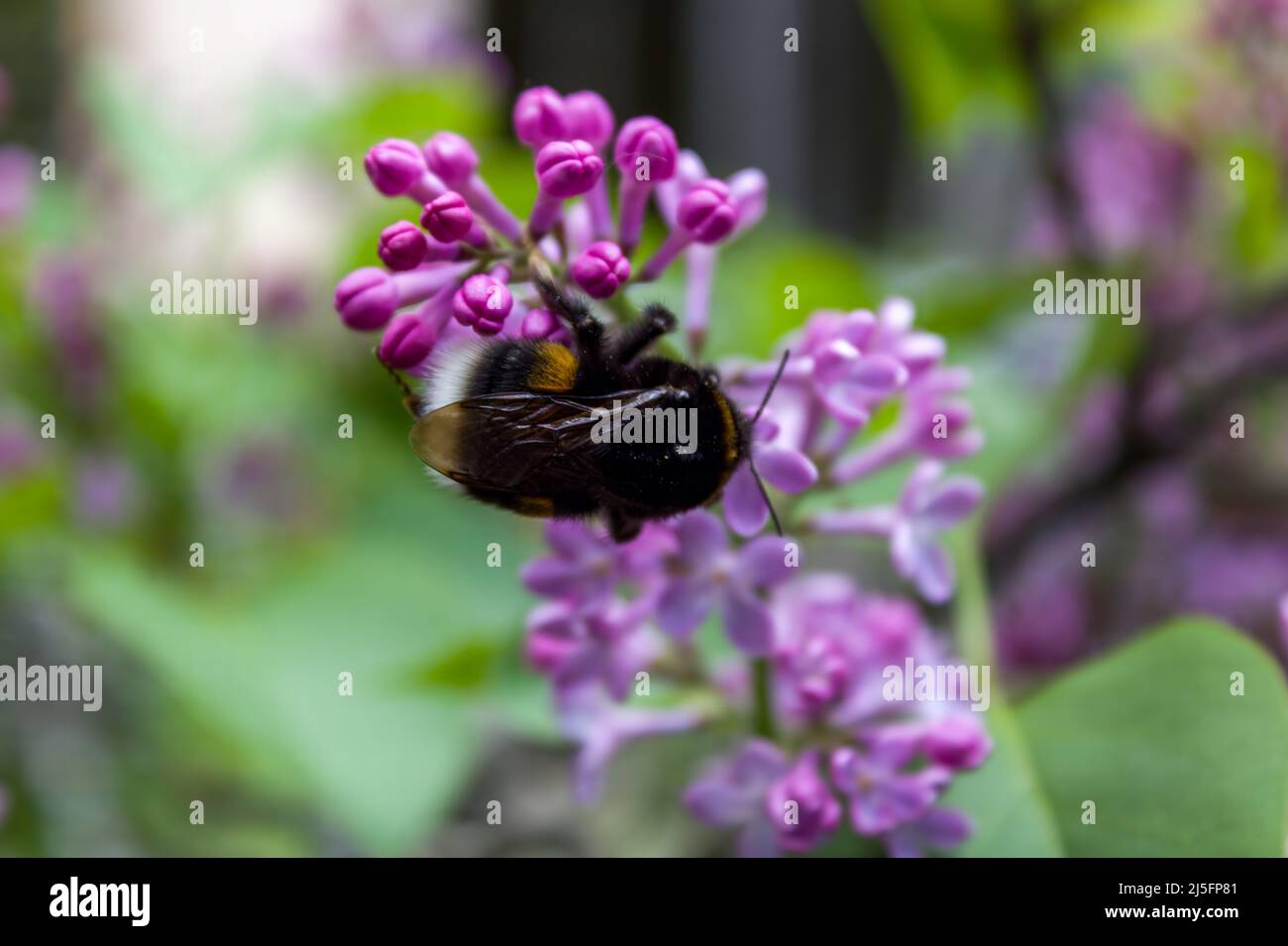Bumblebee Bombus hortorum on a flower. Close up. Chernobyl Exclusion ...