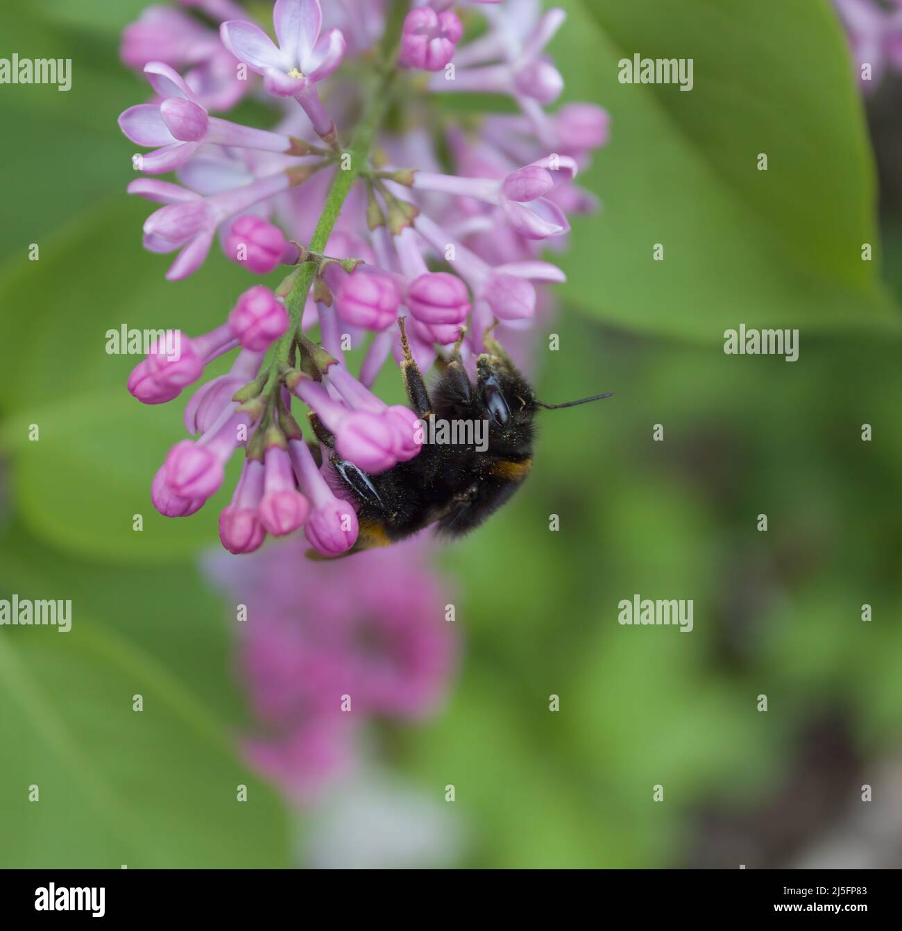 Bumblebee Bombus hortorum on a flower. Close up. Chernobyl Exclusion ...