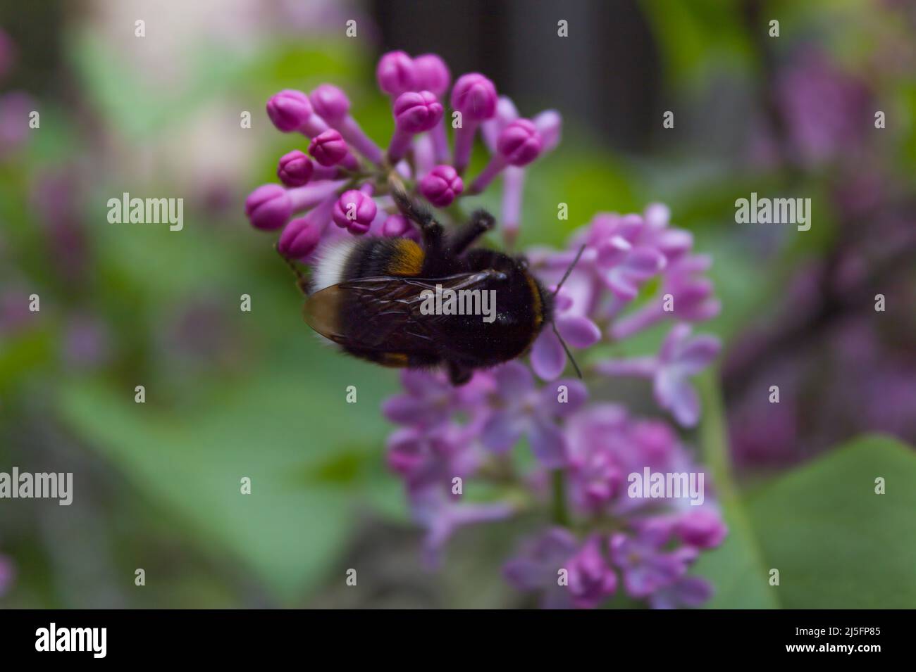 Bumblebee Bombus hortorum on a flower. Close up. Chernobyl Exclusion ...