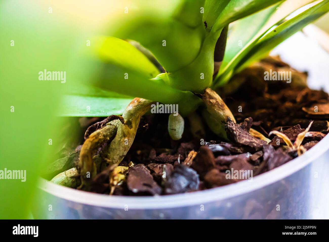 Young and healthy roots of phalaenopsis orchid in flower pot ...