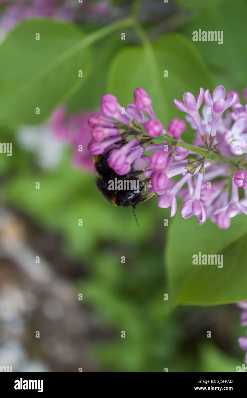 Bumblebee Bombus hortorum on a flower. Close up. Chernobyl Exclusion ...