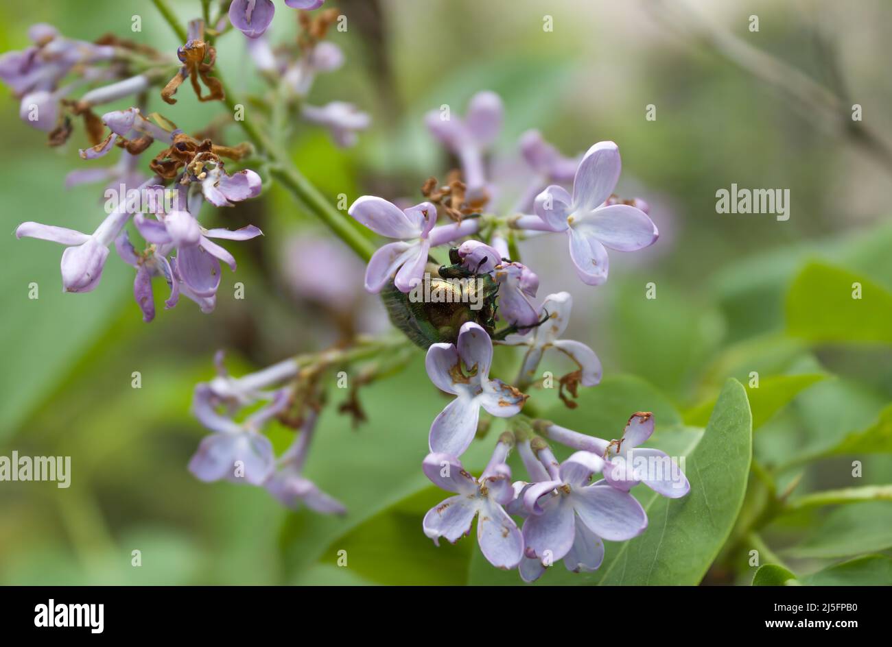 Bumblebee Bombus hortorum on a flower. Close up. Chernobyl Exclusion ...