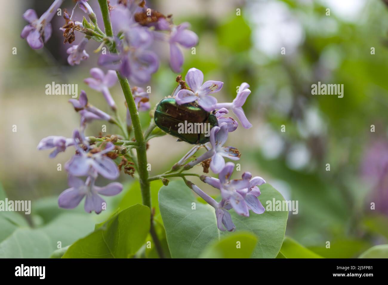 Bumblebee Bombus hortorum on a flower. Close up. Chernobyl Exclusion ...