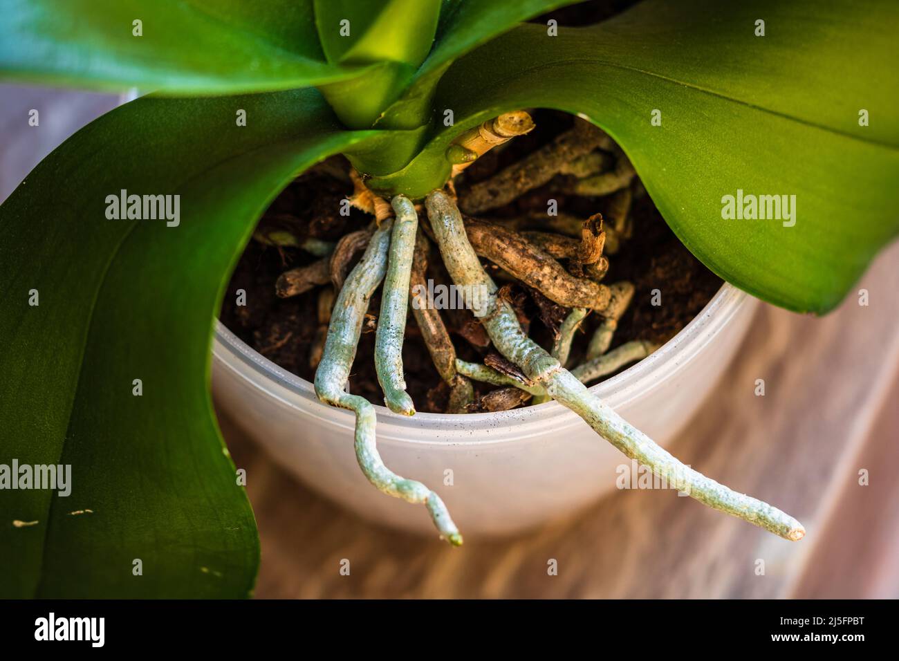Young and healthy roots of phalaenopsis orchid in flower pot ...