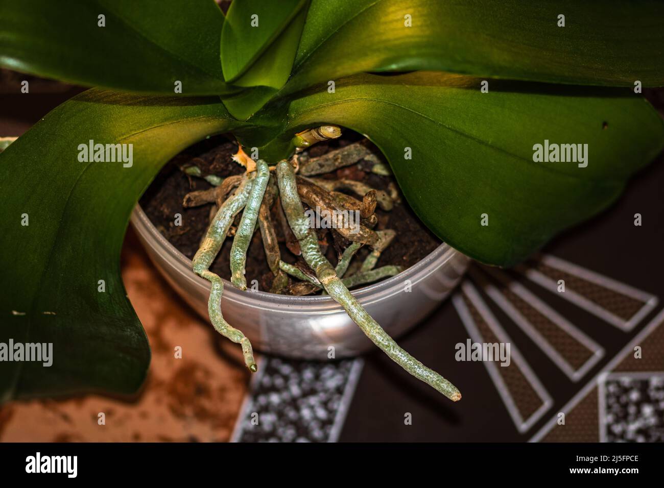 Young and healthy roots of phalaenopsis orchid in flower pot ...