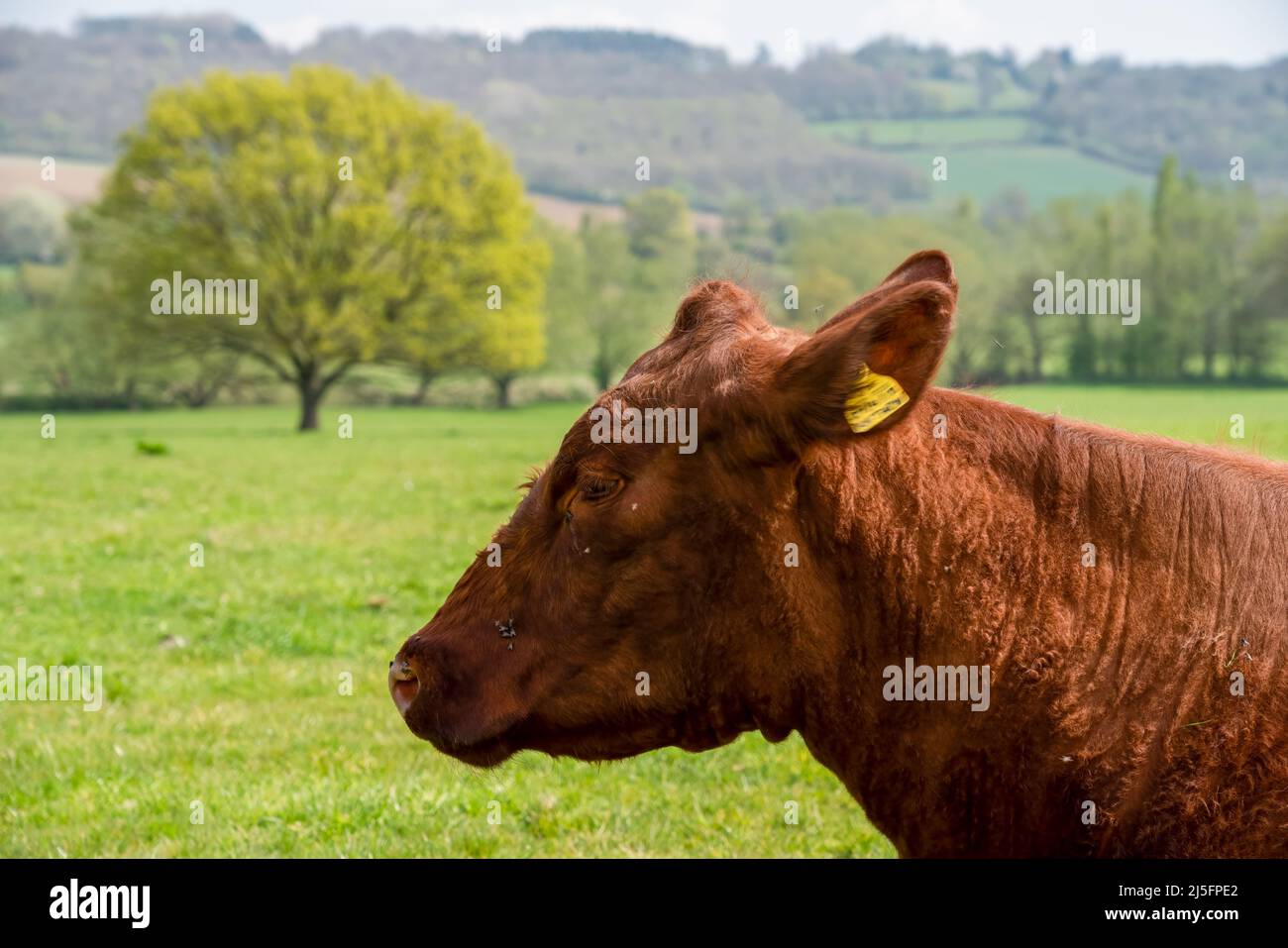 Tree way head hi-res stock photography and images - Alamy
