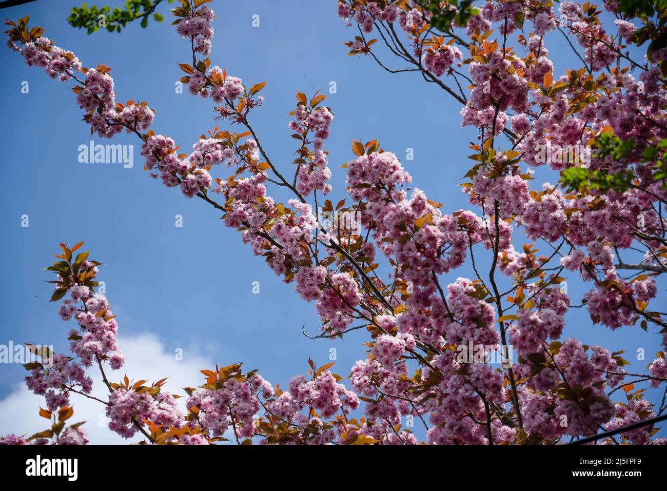 pink and white cherry blossom tree (Prunus serrulata) in spring under a ...