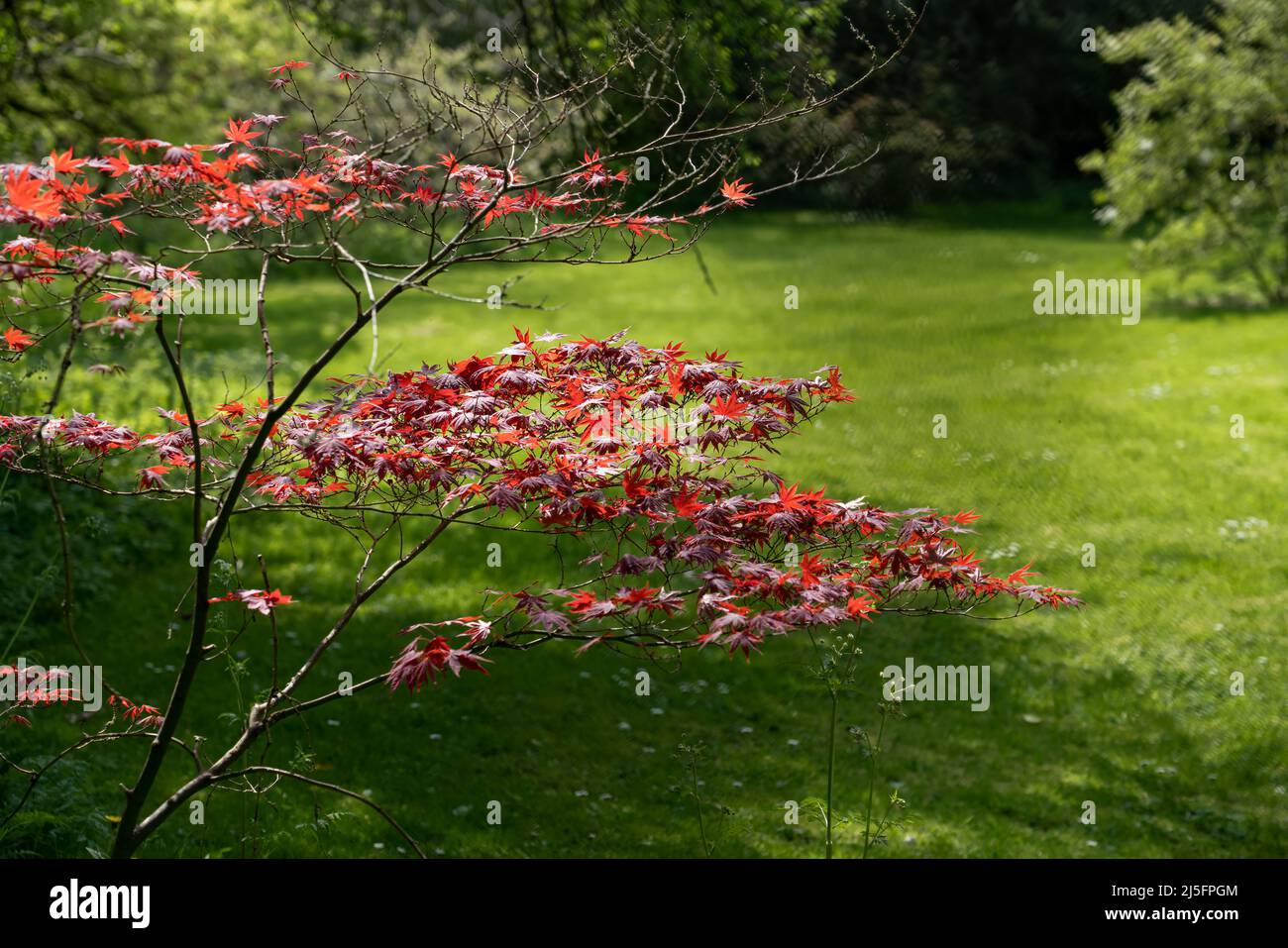 close up of a Filigree Weeping Purple Acer or Japanese Maple Tree ...