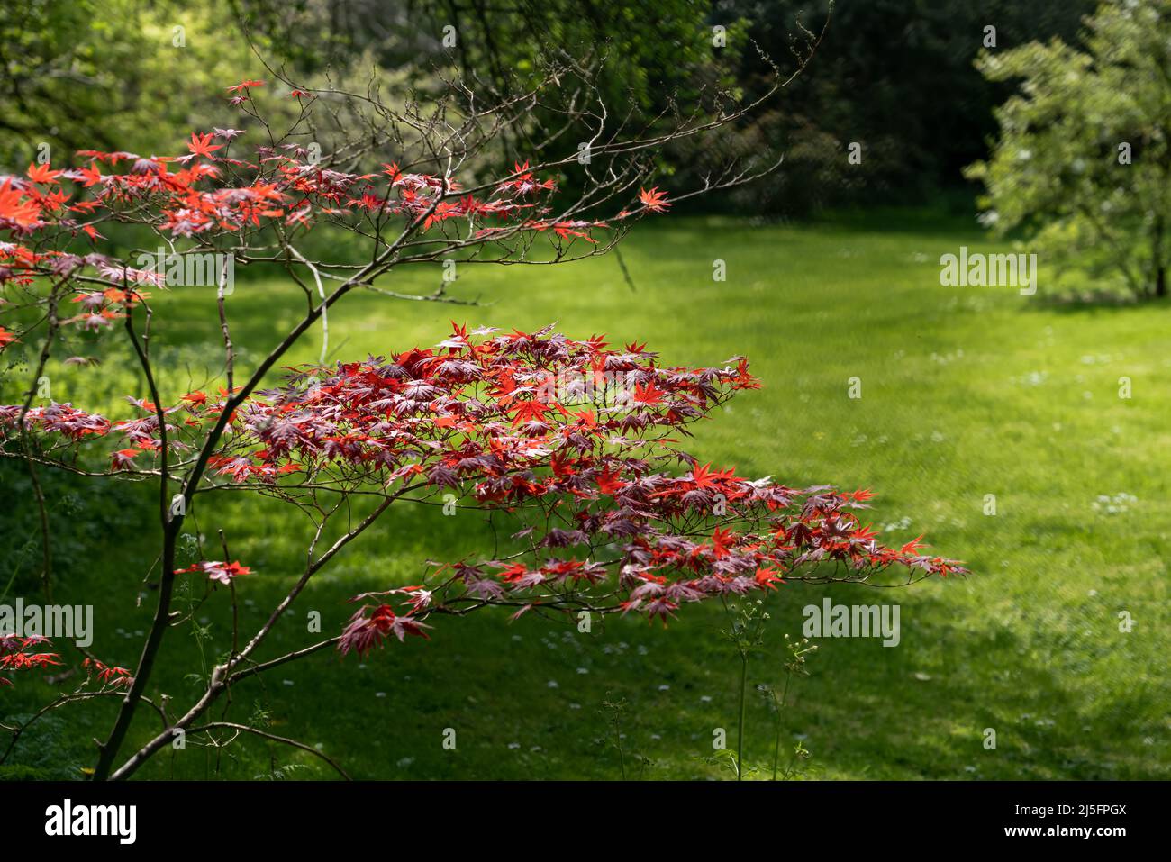 Weeping maple tree hi-res stock photography and images - Alamy