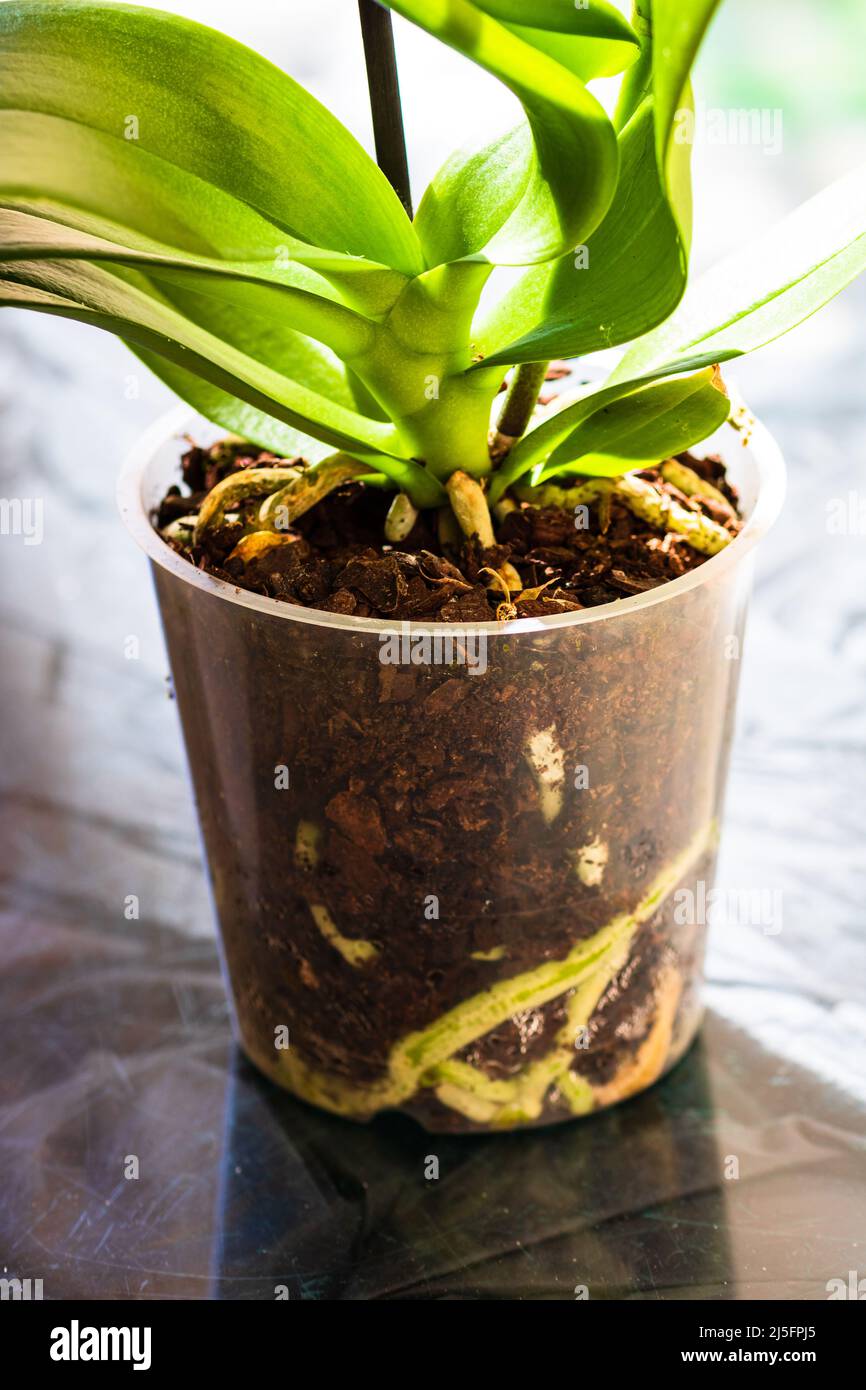 Young and healthy roots of phalaenopsis orchid in flower pot ...