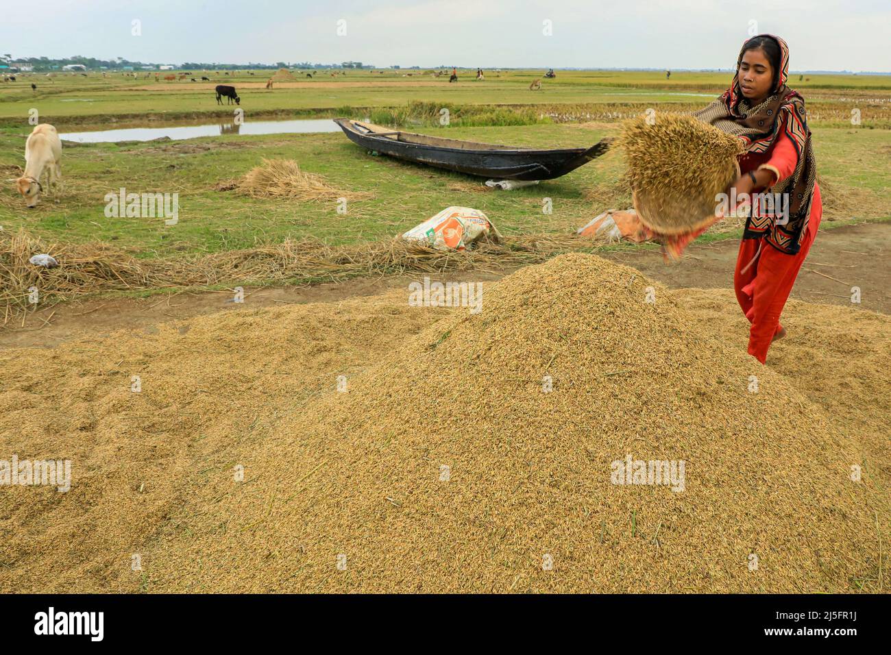 Sunamganj, Bangladesh. 20th Apr, 2022. A women farmer threshes paddy ...