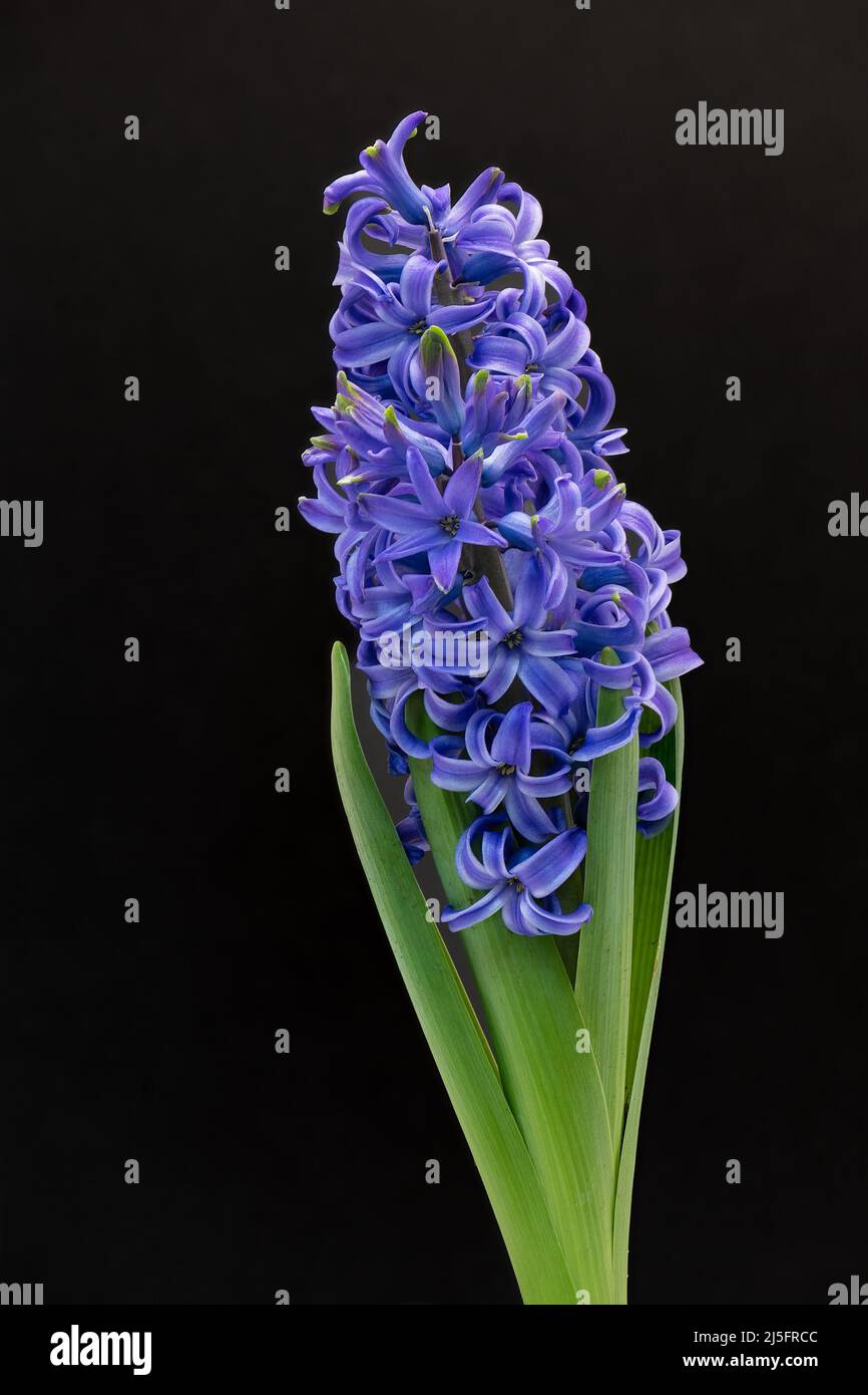 Budding, flowering, isolated Blue Hyacinth (Hyacinthus orientalis ...