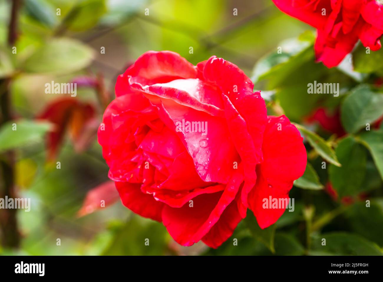 Close up photo of a red rose in a garden isolated Stock Photo - Alamy